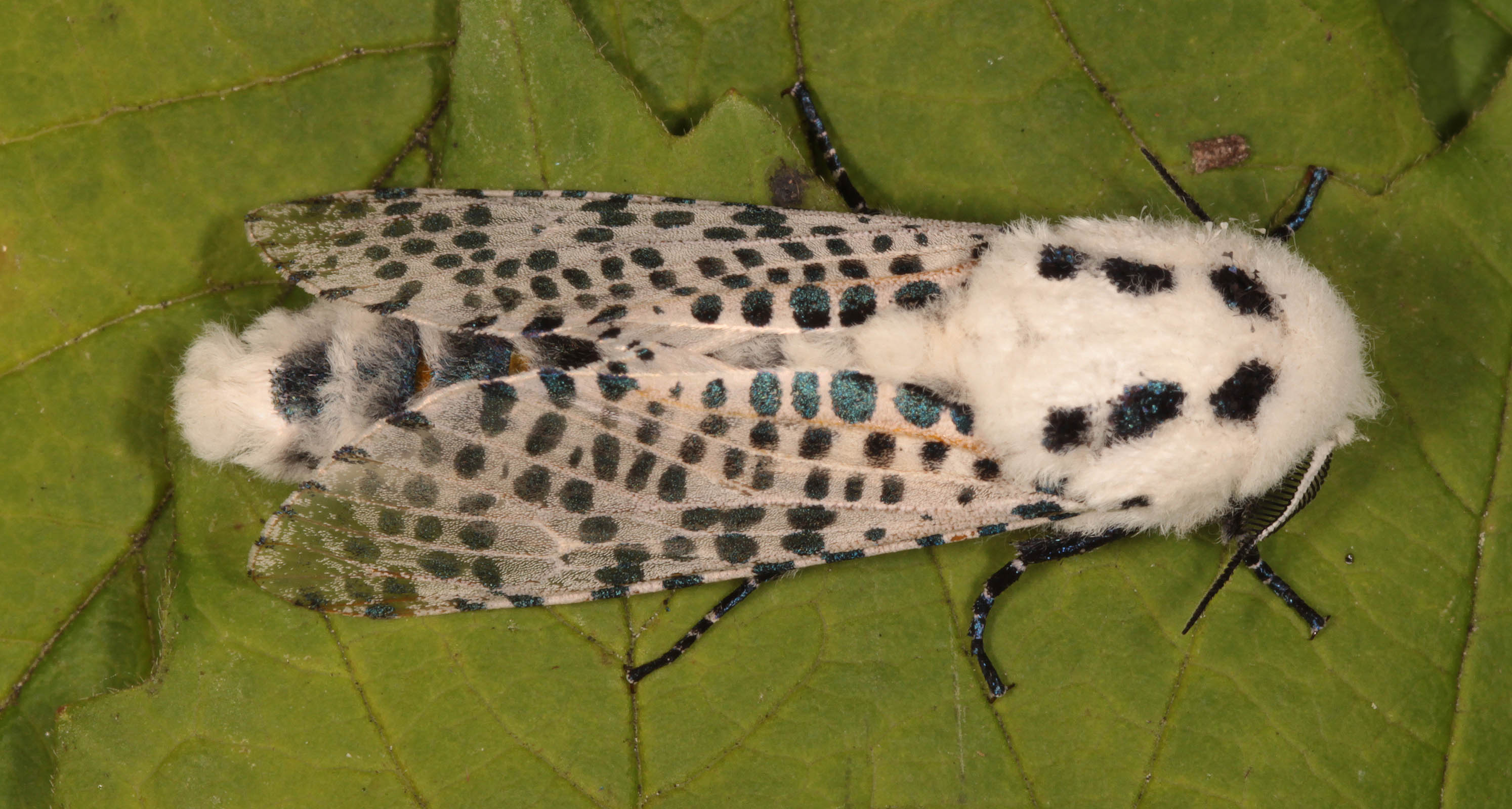 Leopard moth - NBN Atlas