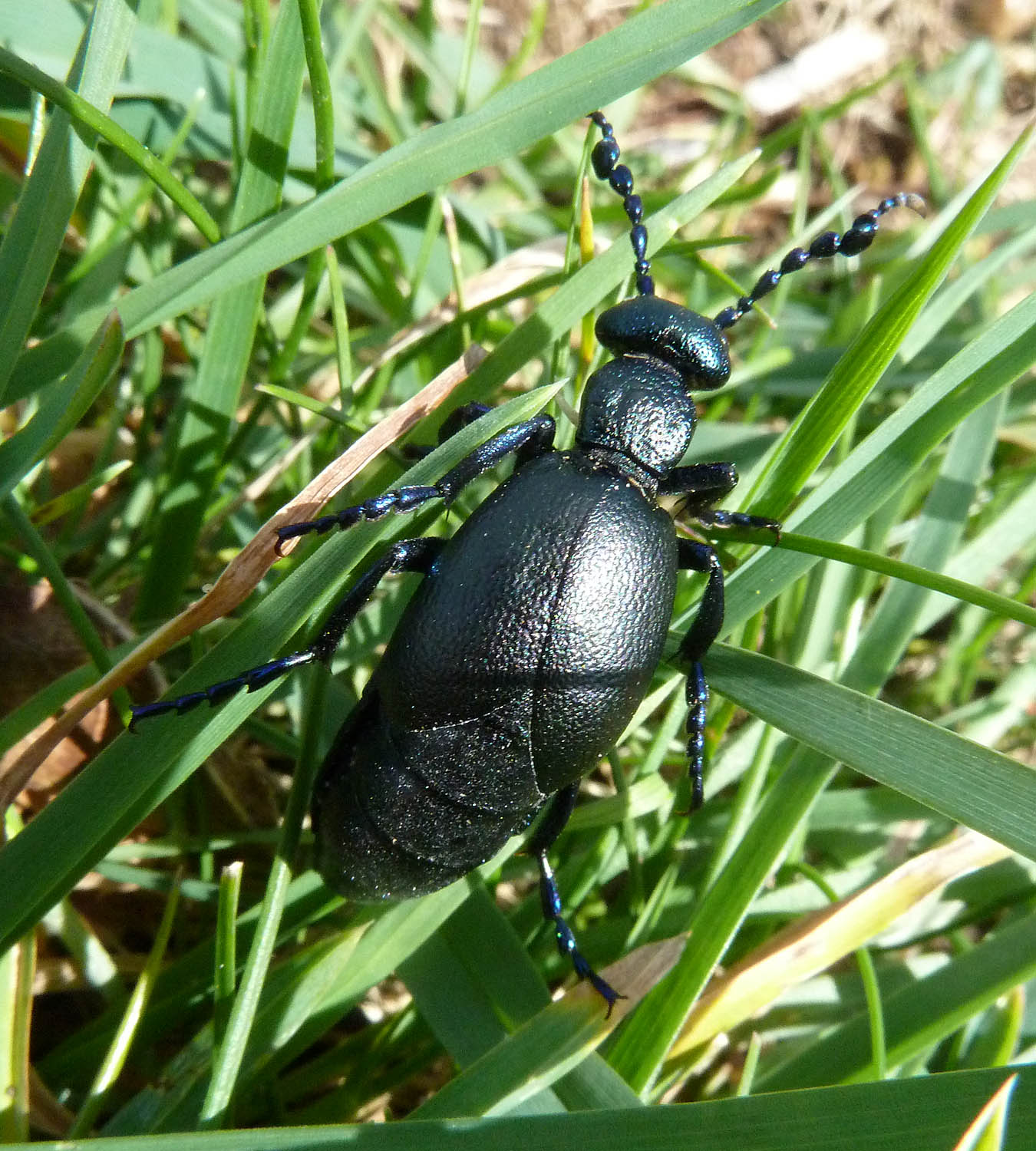 Oil beetle - NBN Atlas